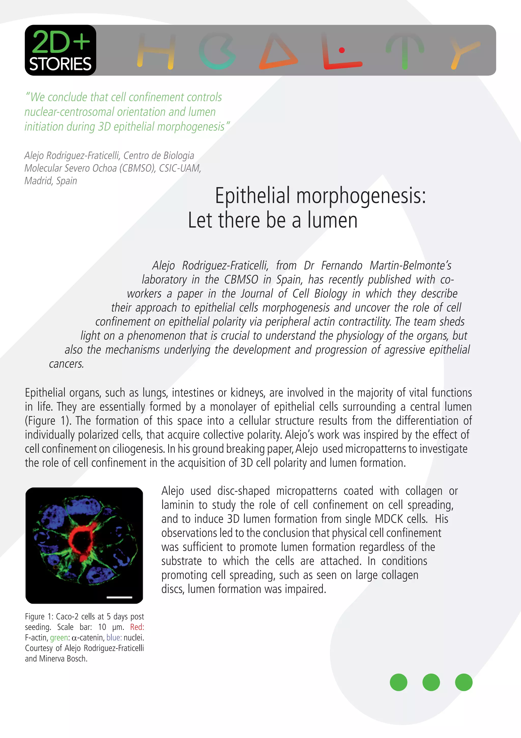 Cytoo story-epithelial-morphogenesis | PDF