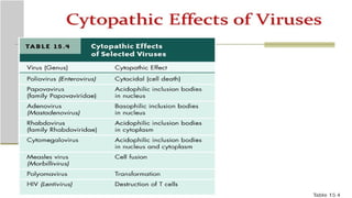 cytopathic effect notes by SANJU SAH.pptx