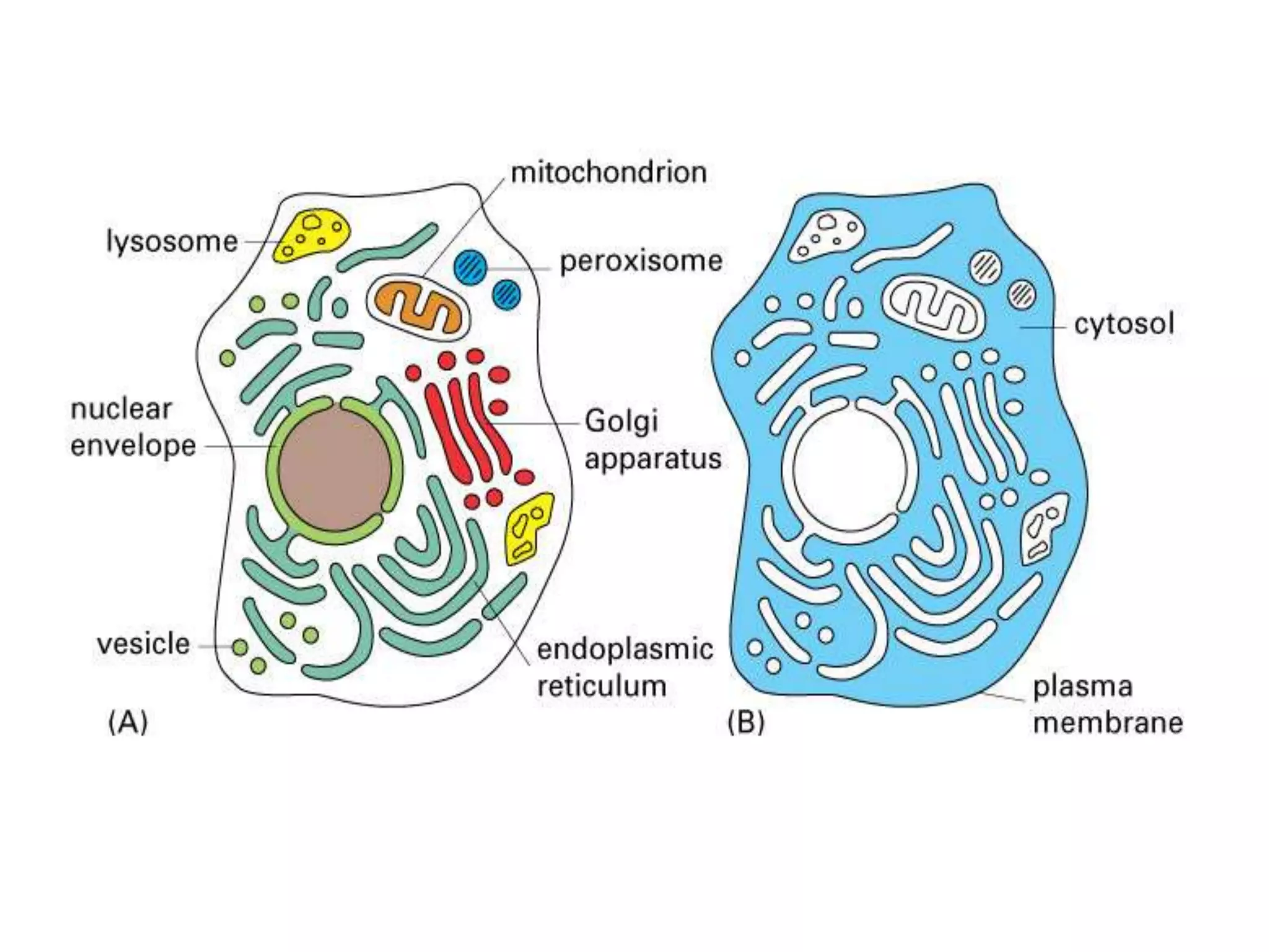 Cytoplasm ppt (introduction structure & function) | PPTX