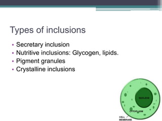 Cytoplasm ppt (introduction structure & function) | PPTX