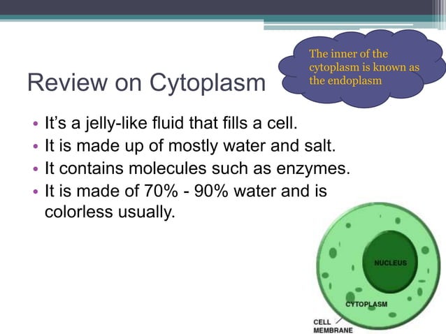 Cytoplasm ppt (introduction structure & function) | PPT | Free Download
