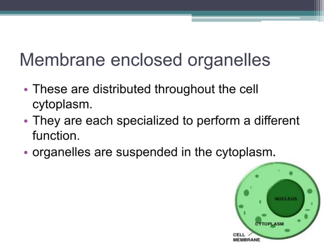 Cytoplasm ppt (introduction structure & function) | PPTX