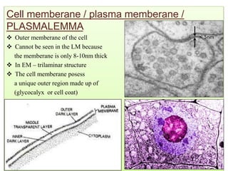 Contents of Cytoplasm | PPTX
