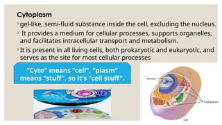 Cytoskeleton: The Structural Framework of the Cell | PPTX