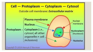 Cytoskeleton: The Structural Framework of the Cell | PPTX