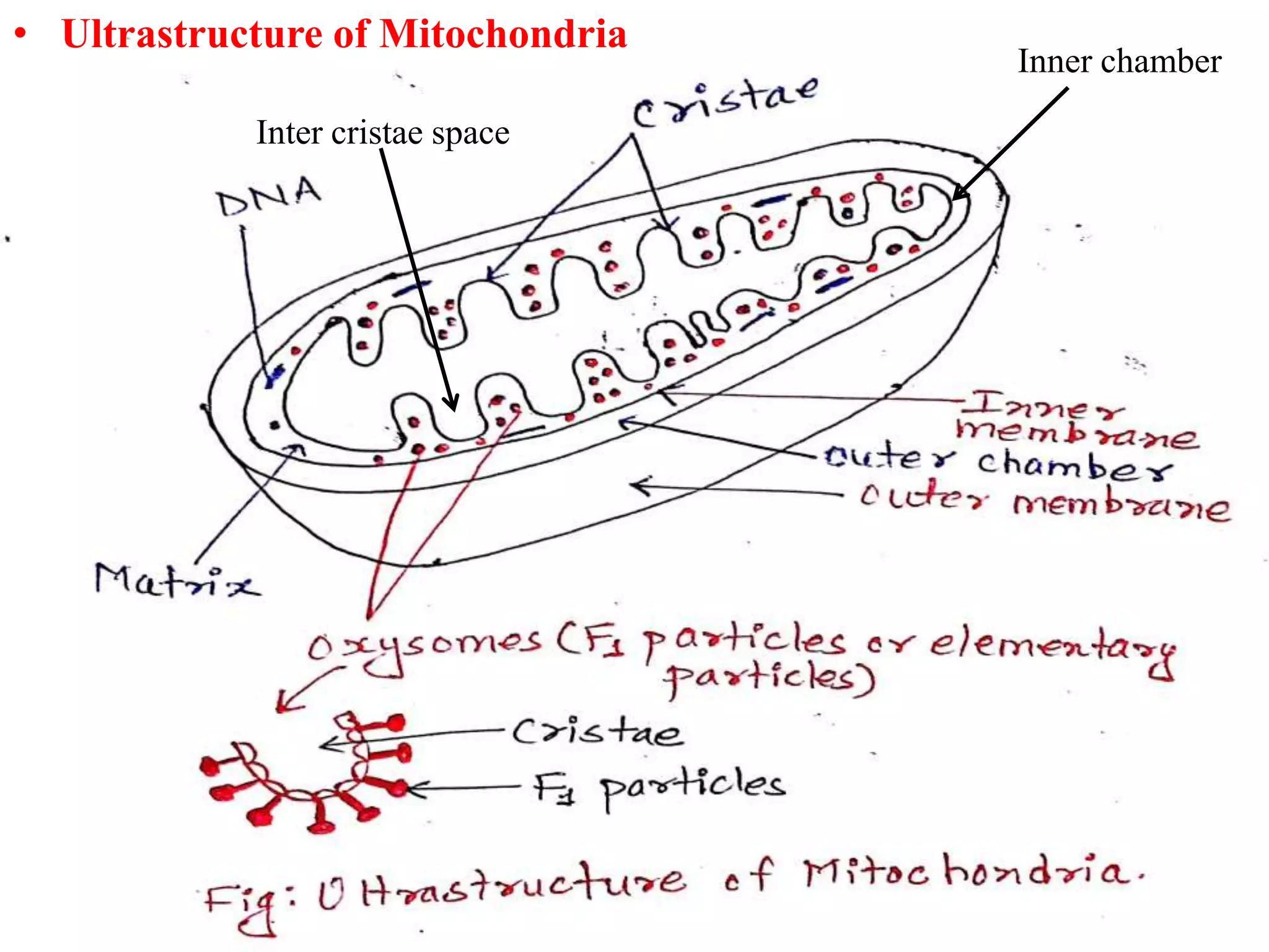 Cytoplasm & cell organelles By Manoj Dhital (M.Sc Medical Microbiology ...