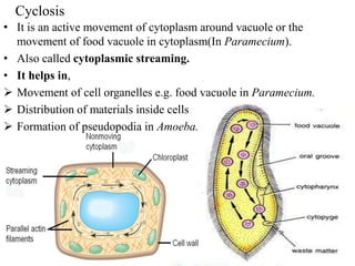 Cytoplasm & cell organelles By Manoj Dhital (M.Sc Medical Microbiology ...
