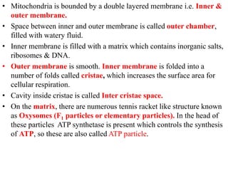 Cytoplasm & cell organelles By Manoj Dhital (M.Sc Medical Microbiology ...