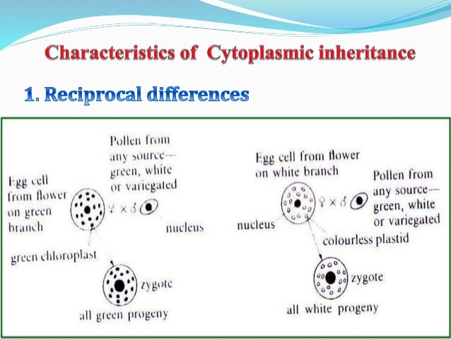 Cytoplasmic inheritance