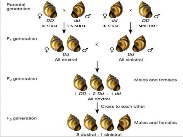 Cytoplasmic inheritance