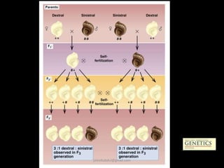Cytoplasmic inheritance | PPTX
