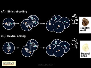 Cytoplasmic inheritance | PPTX