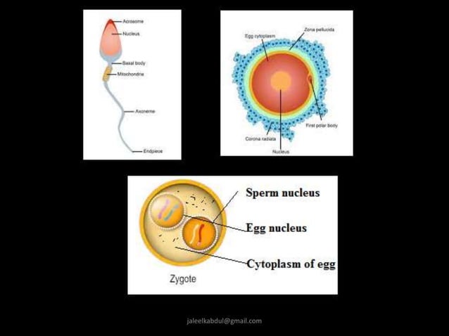 Cytoplasmic inheritance | PPTX | Biological Sciences | Science