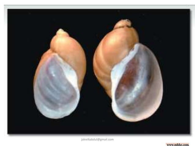 Cytoplasmic inheritance | PPTX | Biological Sciences | Science