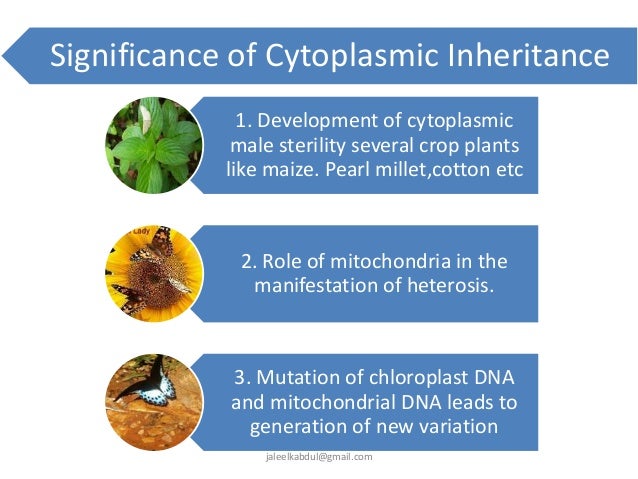 Cytoplasmic inheritance
