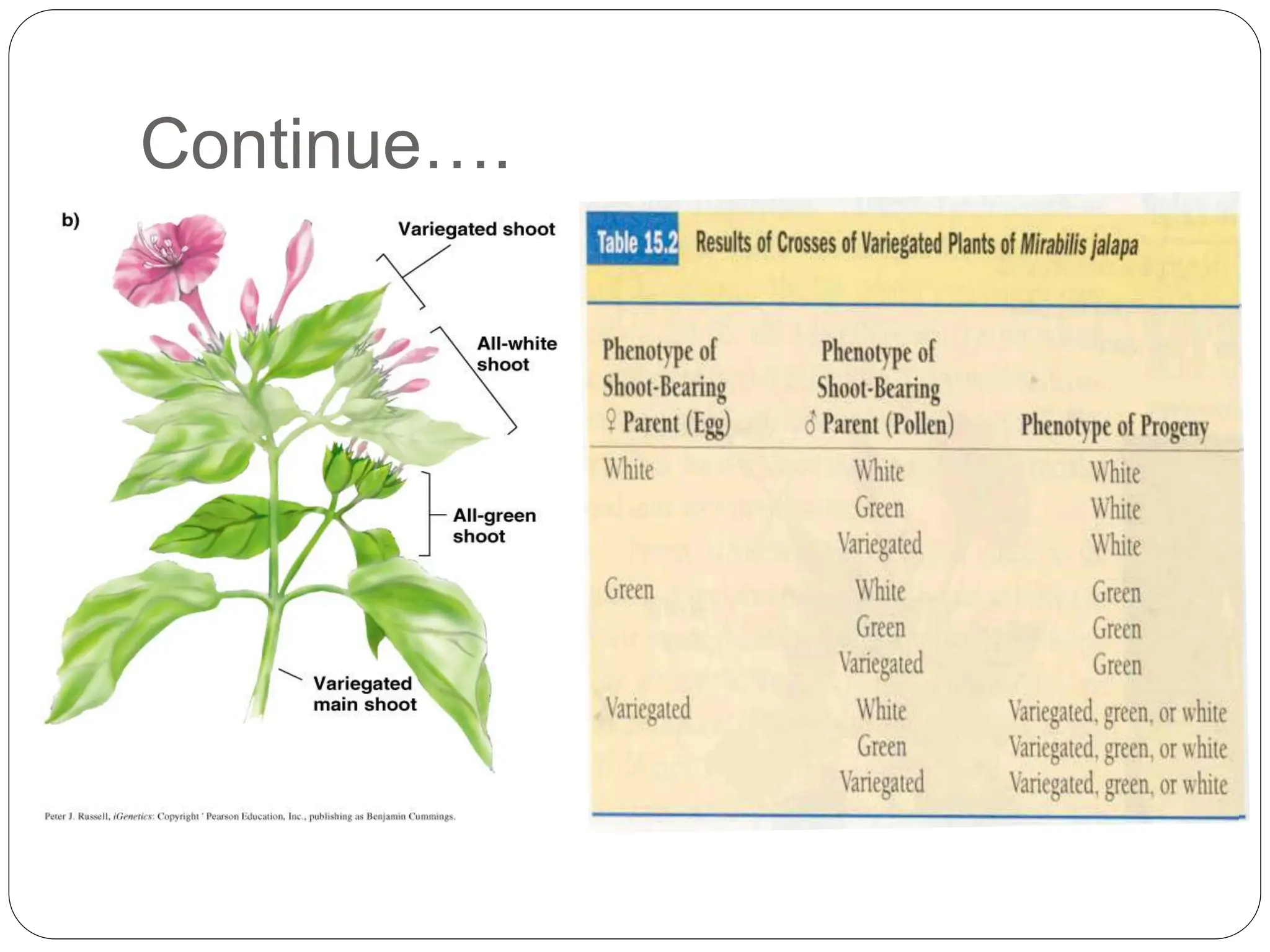 cytoplasmic inheritance.pptx
