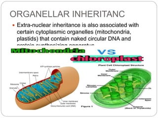 cytoplasmic inheritance.pptx