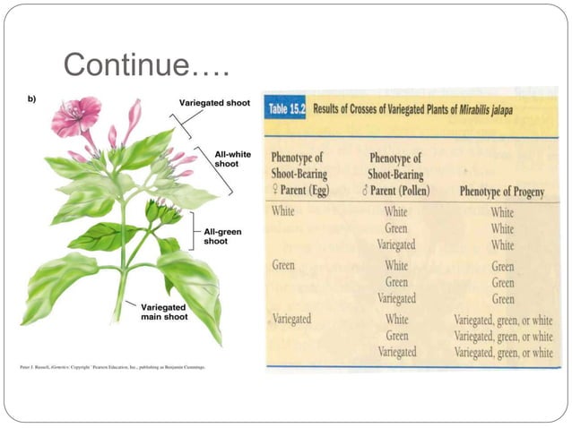 cytoplasmic inheritance.pptx