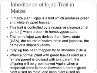 cytoplasmic inheritance.pptx