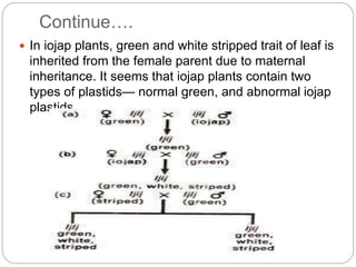 cytoplasmic inheritance.pptx