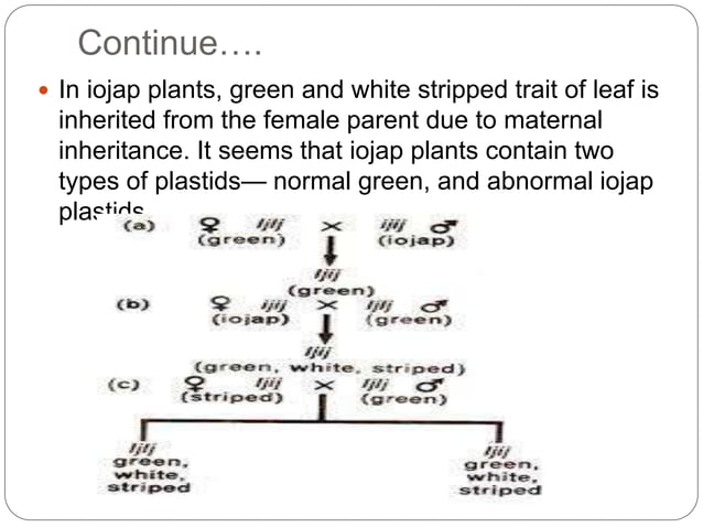cytoplasmic inheritance.pptx