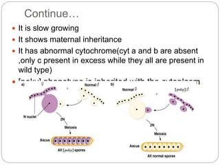 cytoplasmic inheritance.pptx