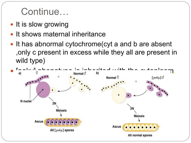 cytoplasmic inheritance.pptx