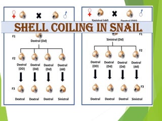Cytoplasmic Inheritance : Shell coiling in Snail & Kappa particles in ...