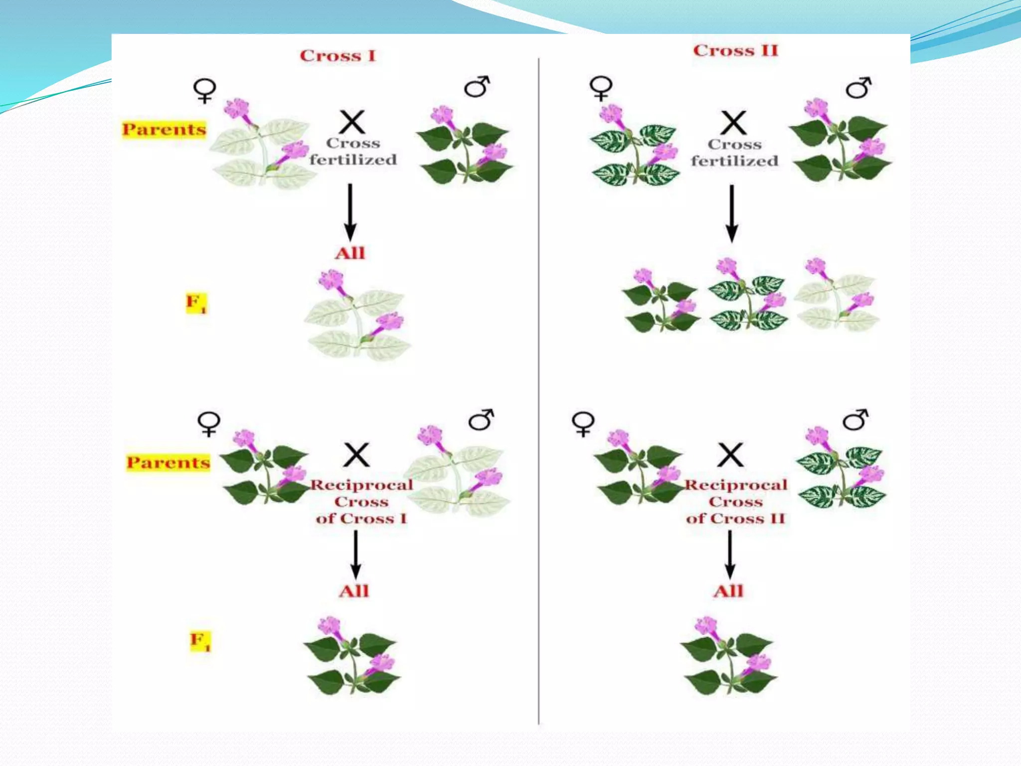 Cytoplasmic inheritance and male sterility | PPTX