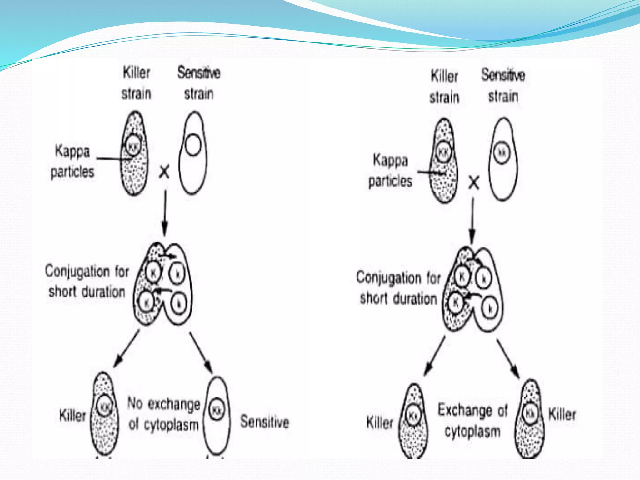 Cytoplasmic inheritance and male sterility | PPTX