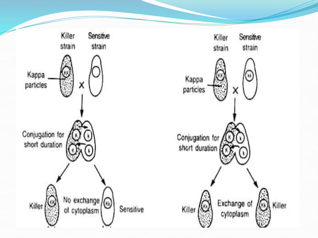 Cytoplasmic inheritance and male sterility | PPTX