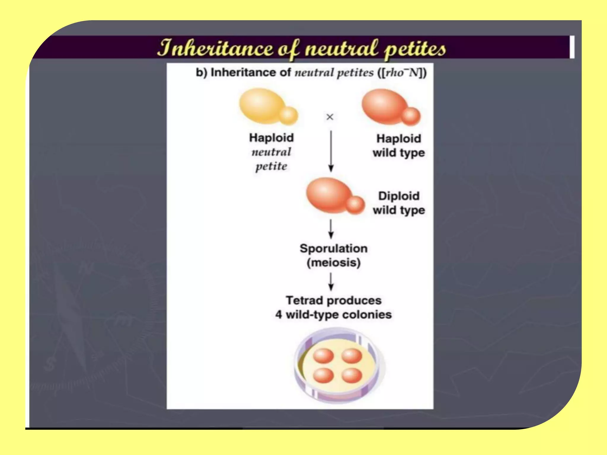 CYTOPLASMIC INHERITANCE WITH REFERENCETO MITOCHONDRIAL INHERITANCE IN ...