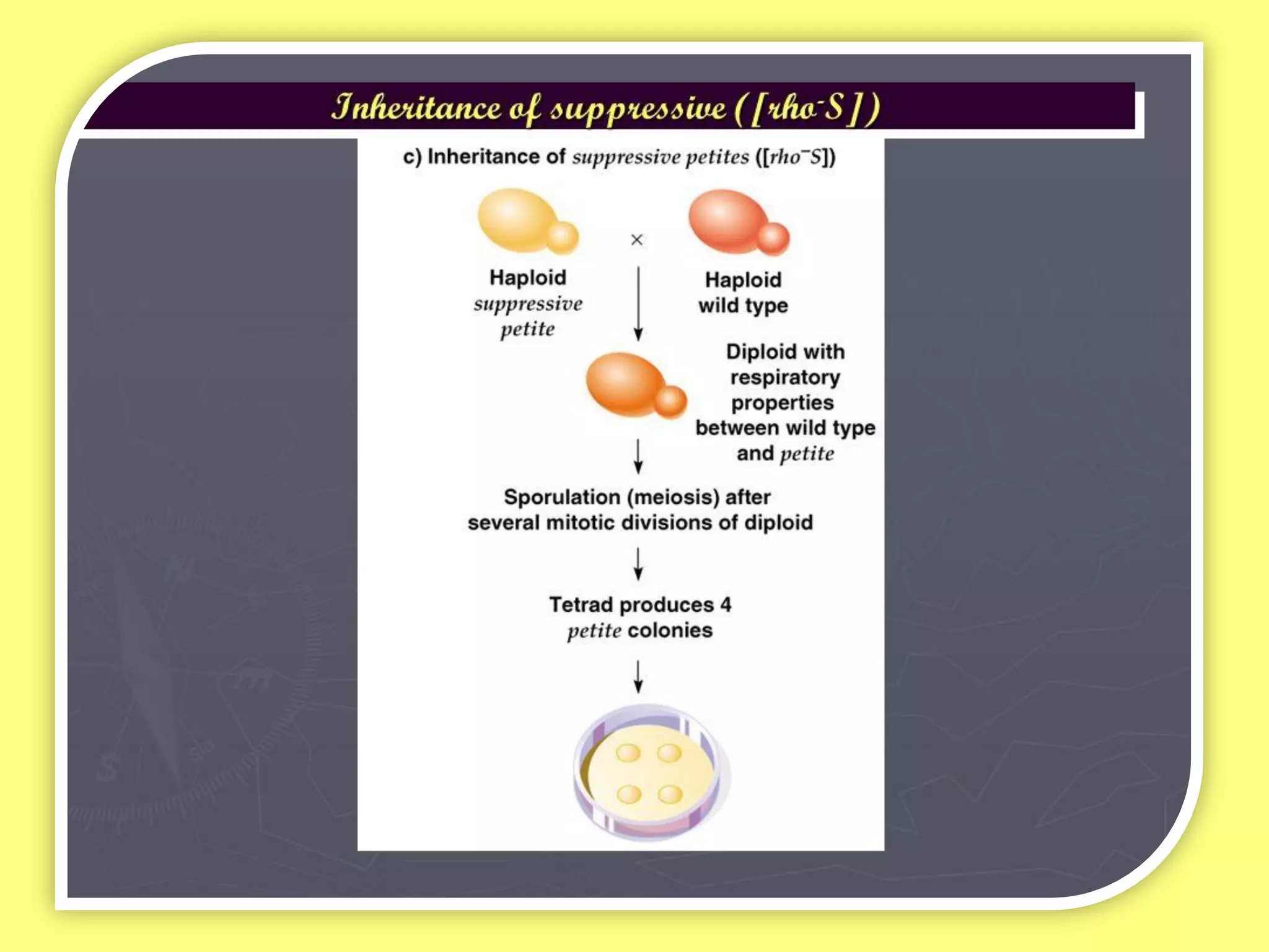 CYTOPLASMIC INHERITANCE WITH REFERENCETO MITOCHONDRIAL INHERITANCE IN ...