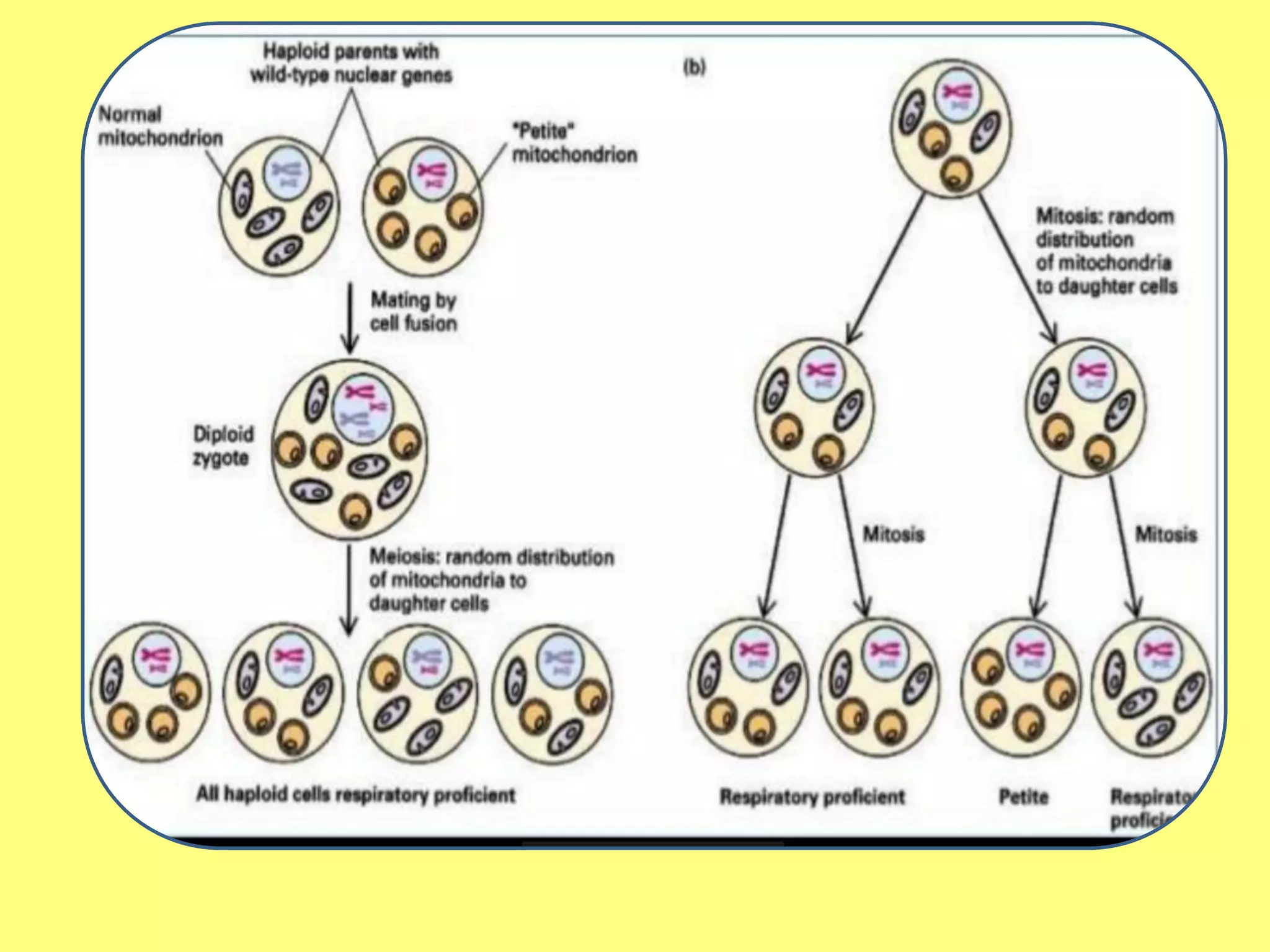 CYTOPLASMIC INHERITANCE WITH REFERENCETO MITOCHONDRIAL INHERITANCE IN ...