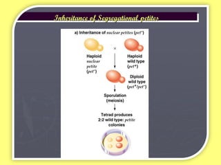 CYTOPLASMIC INHERITANCE WITH REFERENCETO MITOCHONDRIAL INHERITANCE IN ...