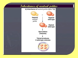 CYTOPLASMIC INHERITANCE WITH REFERENCETO MITOCHONDRIAL INHERITANCE IN YEAST