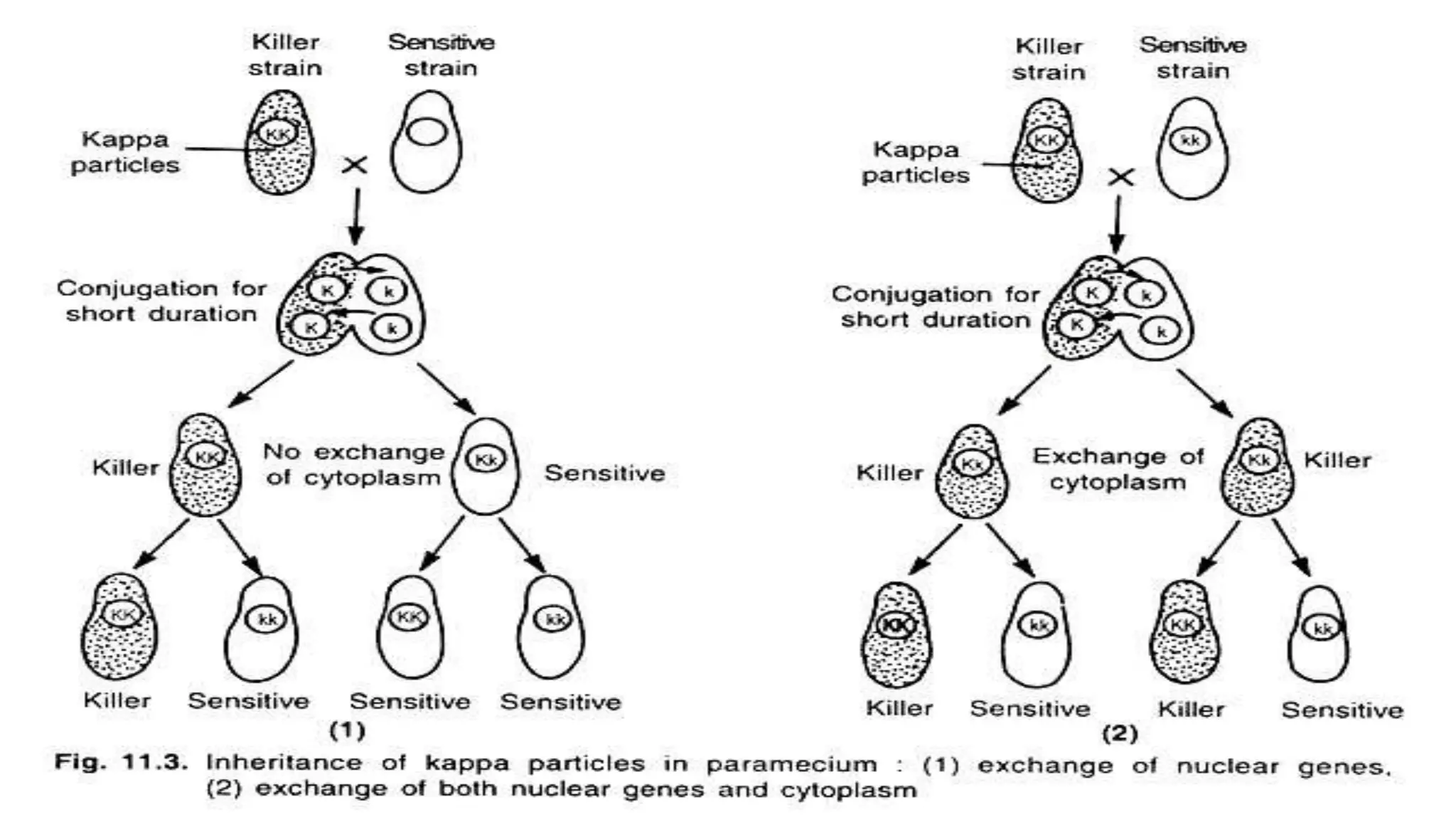 Cytoplasmic inheritance and extra chromosomal inheritance | PPTX