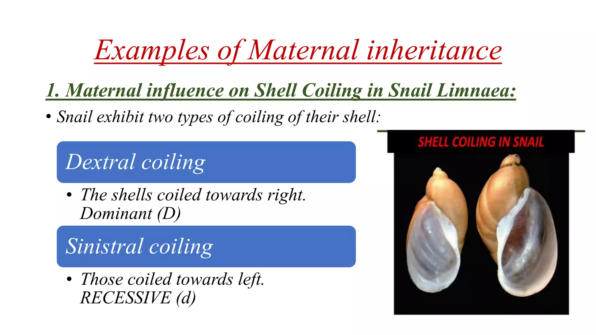 Cytoplasmic inheritance and extra chromosomal inheritance | PPTX