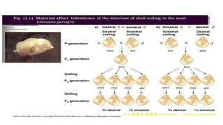 Cytoplasmic inheritance and extra chromosomal inheritance | PPTX