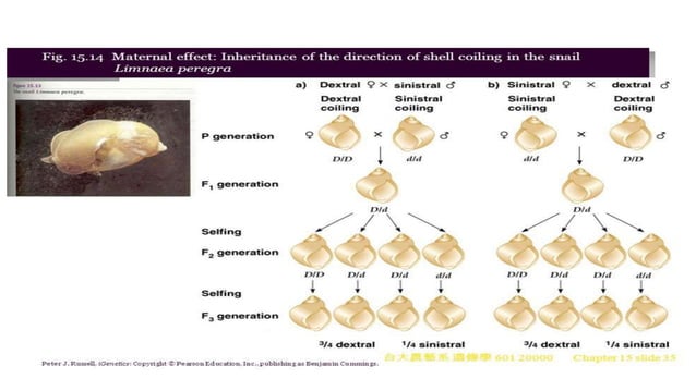 Cytoplasmic inheritance and extra chromosomal inheritance | PPTX ...