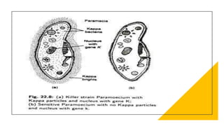 Cytoplasmic inheritance and extra chromosomal inheritance | PPTX