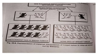 Cytoplasmic inheritance and extra chromosomal inheritance | PPTX