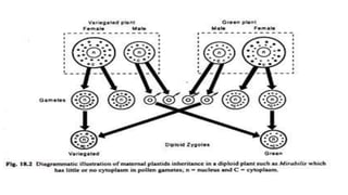 Cytoplasmic inheritance and extra chromosomal inheritance | PPTX