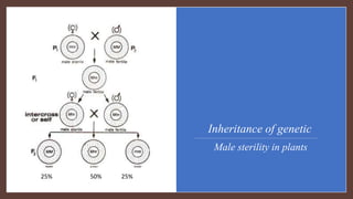 Cytoplasmic inheritance and extra chromosomal inheritance | PPTX