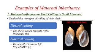 Cytoplasmic inheritance and extra chromosomal inheritance | PPTX