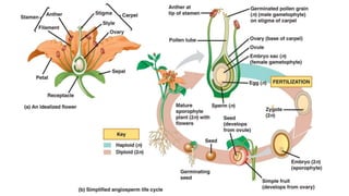 Cytoplasmic male sterility in plants.pptx