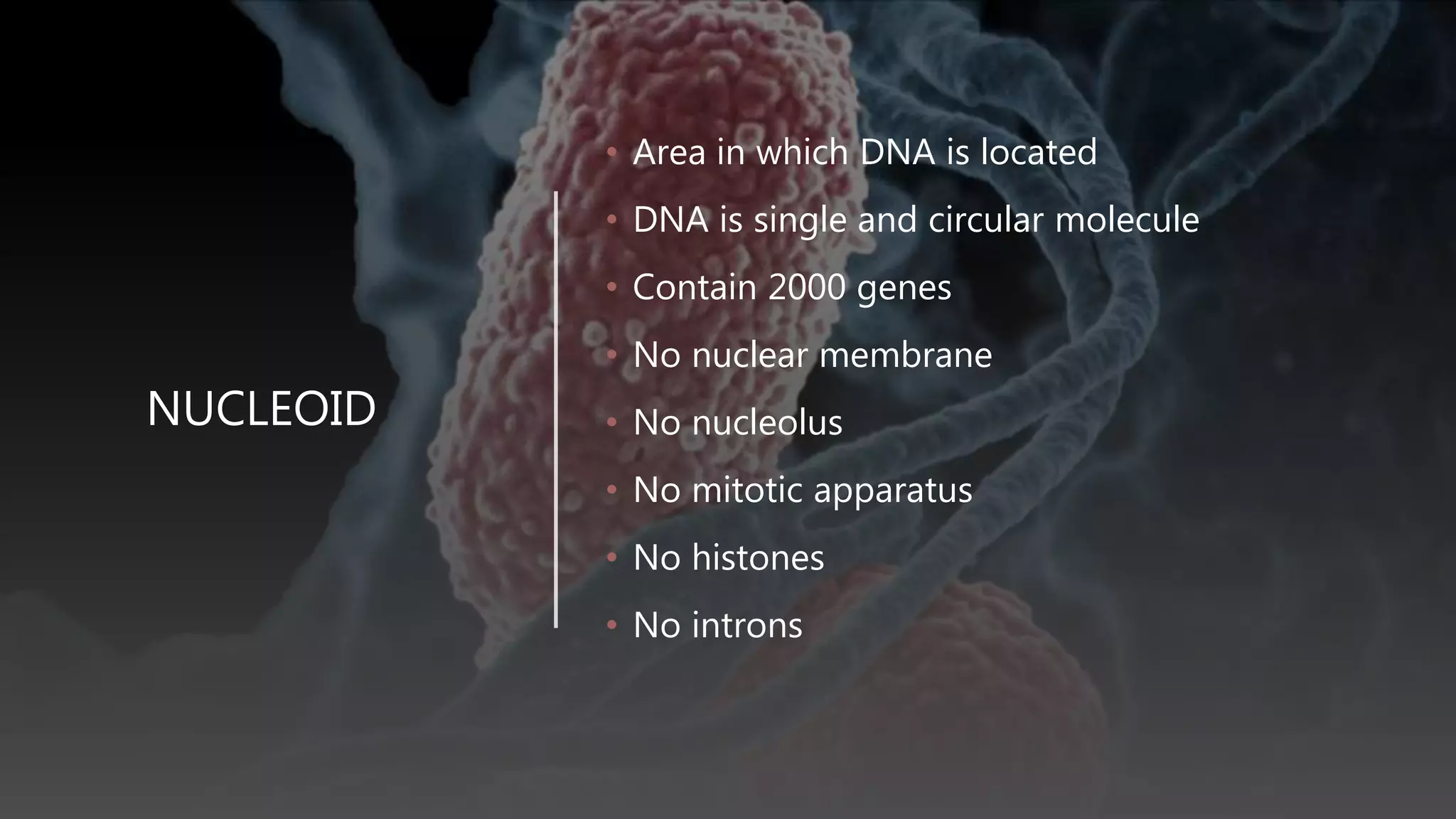 Inner structure of bacteria | PPTX