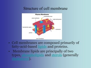 cytoplasmic membrane.ppt
