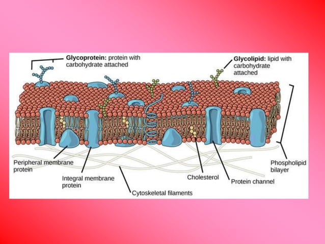 cytoplasmic membrane.ppt