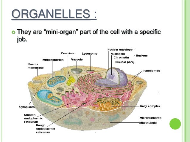 Cytoplasmic organelles